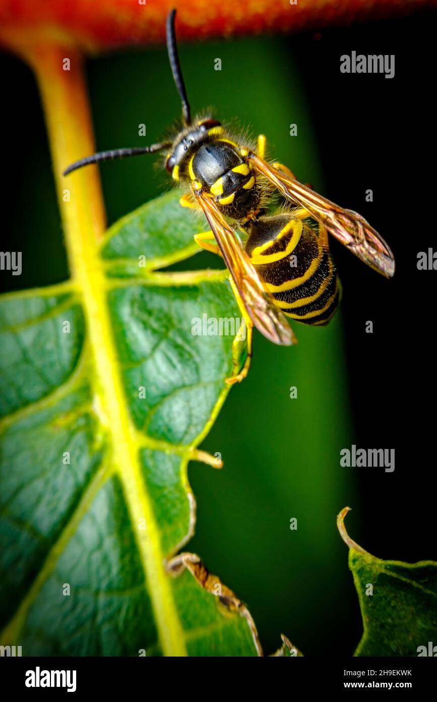 Eastern yellow jacket wasp hi-res stock photography and images - Alamy