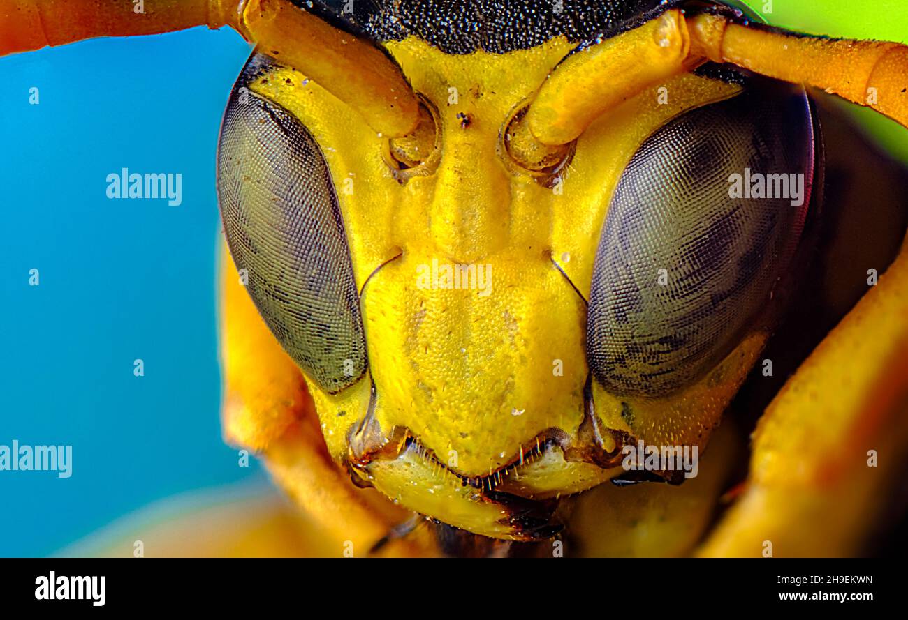 Extreme macro Paper Wasp Polistes portrait of eyes Stock Photo - Alamy