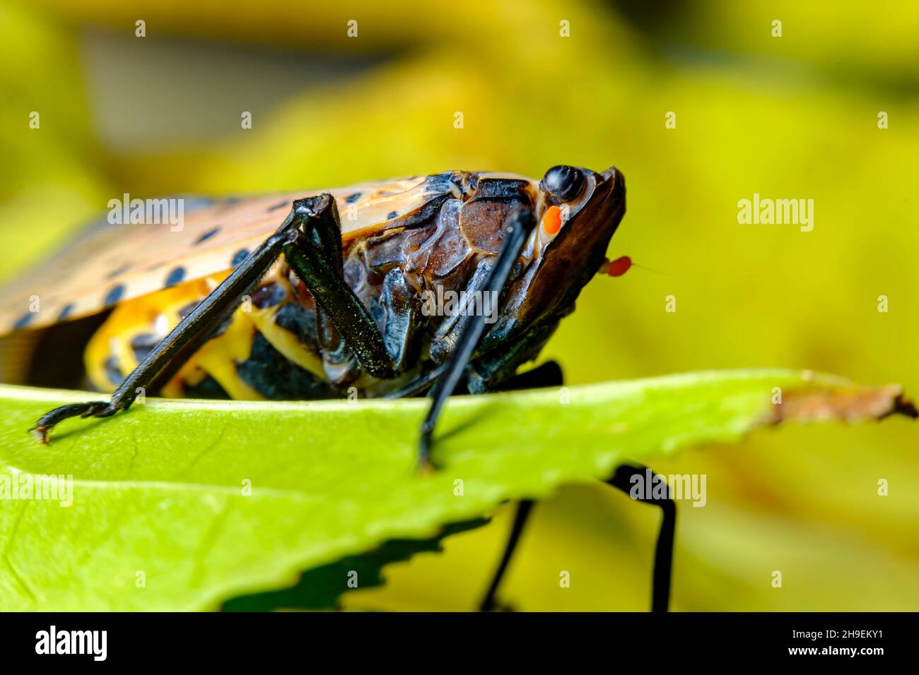 Invasive species large scary Spotted Lanternfly Lycorma Delicatula ...