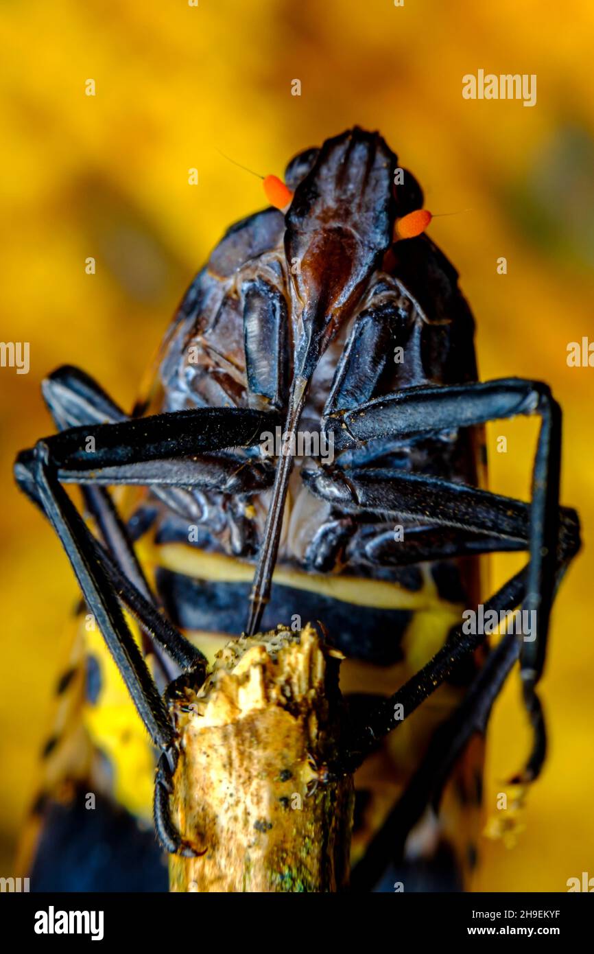 Invasive species large scary Spotted Lanternfly Lycorma Delicatula ...