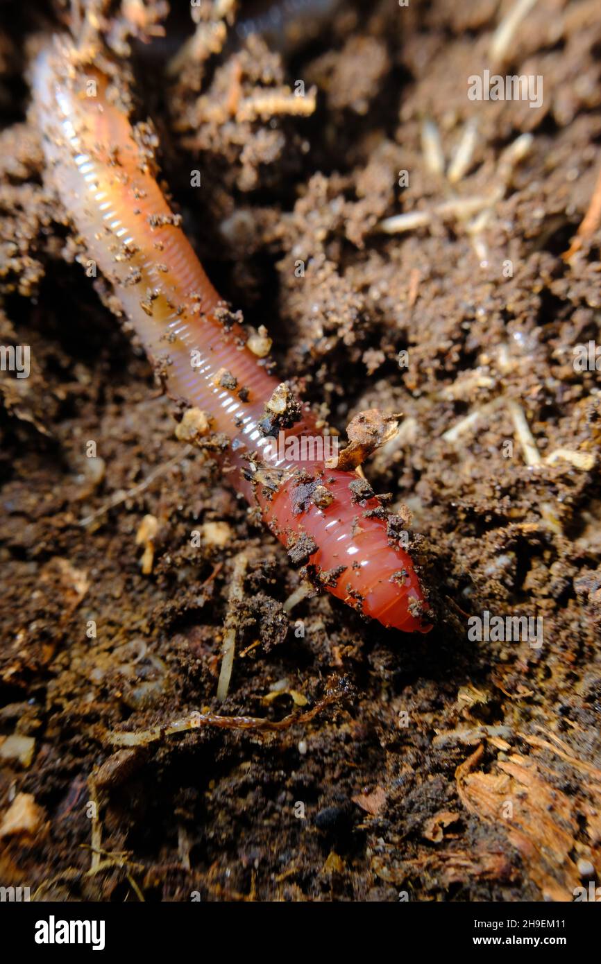 Closeup macro pink earthworm crawling through dirt gravel and debris on ...