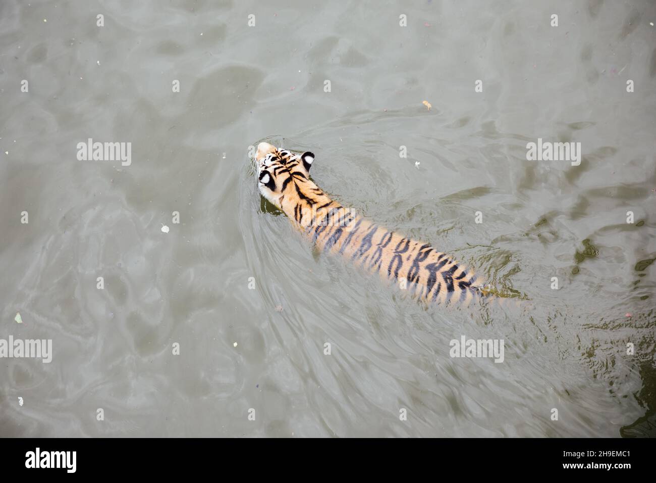 Animal tiger swims in hi-res stock photography and images - Alamy