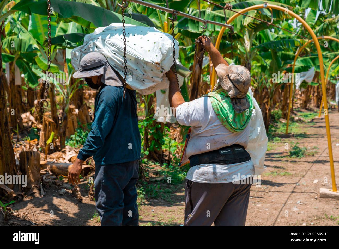 GUAYANILLA, PUERTO RICO - Apr 15, 2021: The farmers working in a ...