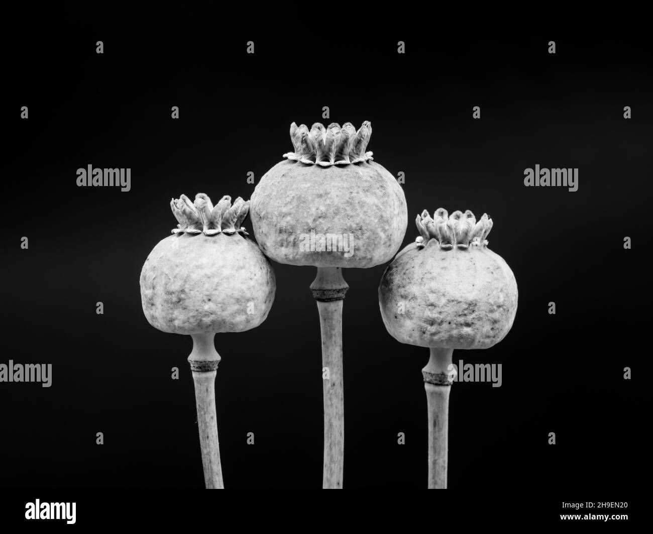 Poppy seed Black and White Stock Photos & Images - Alamy
