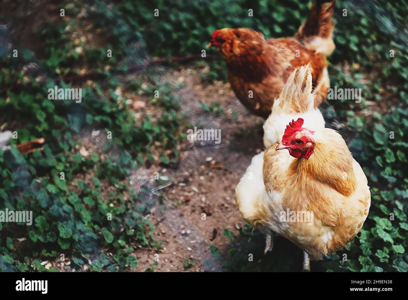 Focus on chickens hi-res stock photography and images - Alamy