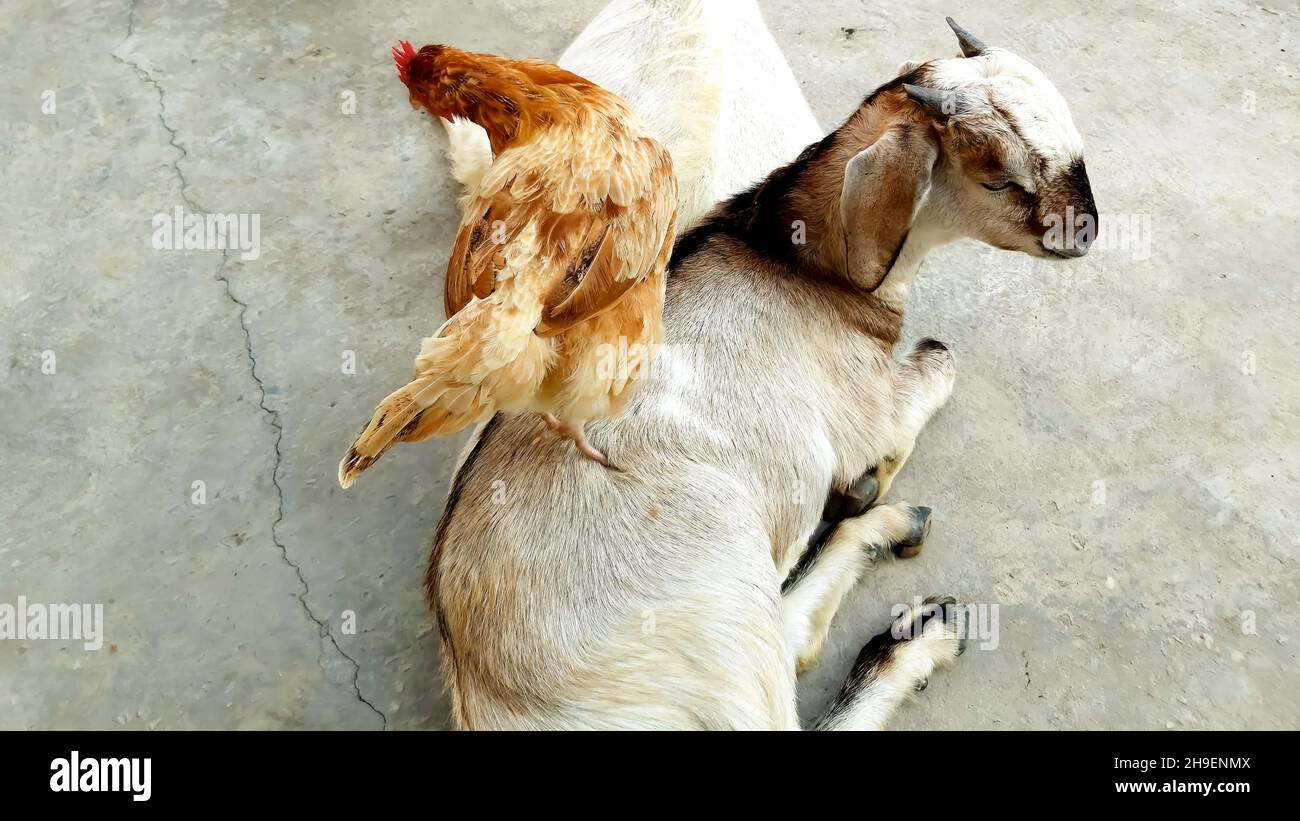 Goat on the back hi-res stock photography and images - Alamy