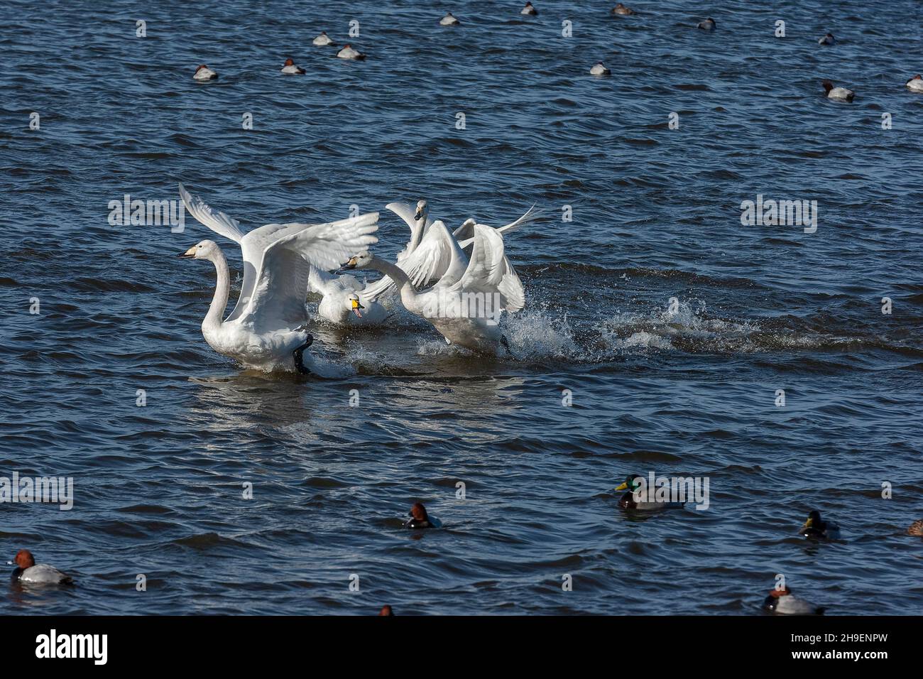 Aggressive whooper swans on wetlands water Stock Photo - Alamy