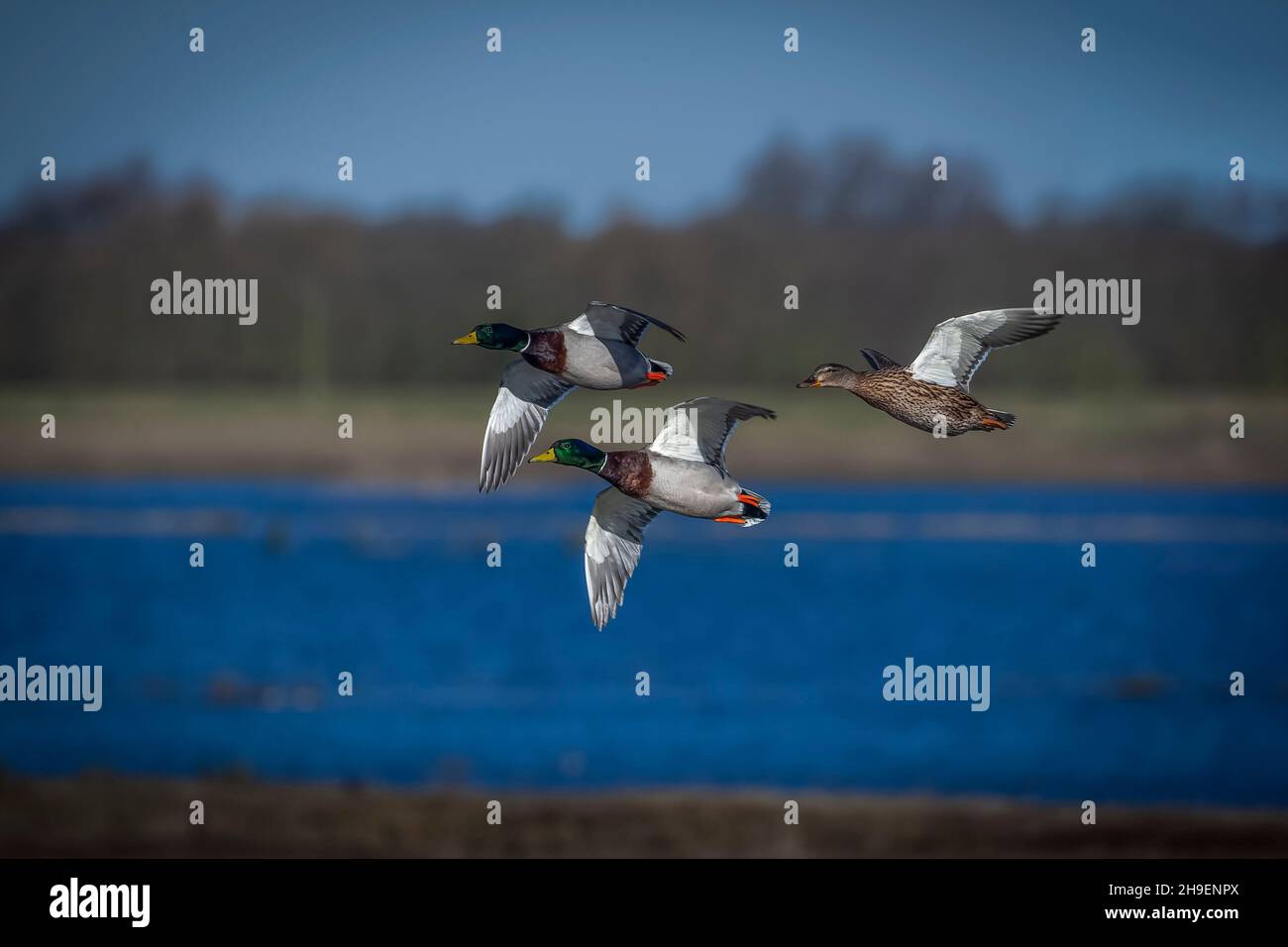 Three Mallard Ducks in flight over wetlands water Stock Photo - Alamy