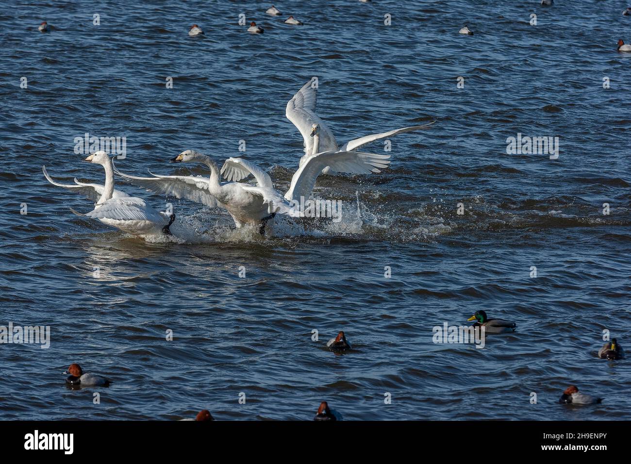 Aggressive swans hi-res stock photography and images - Alamy