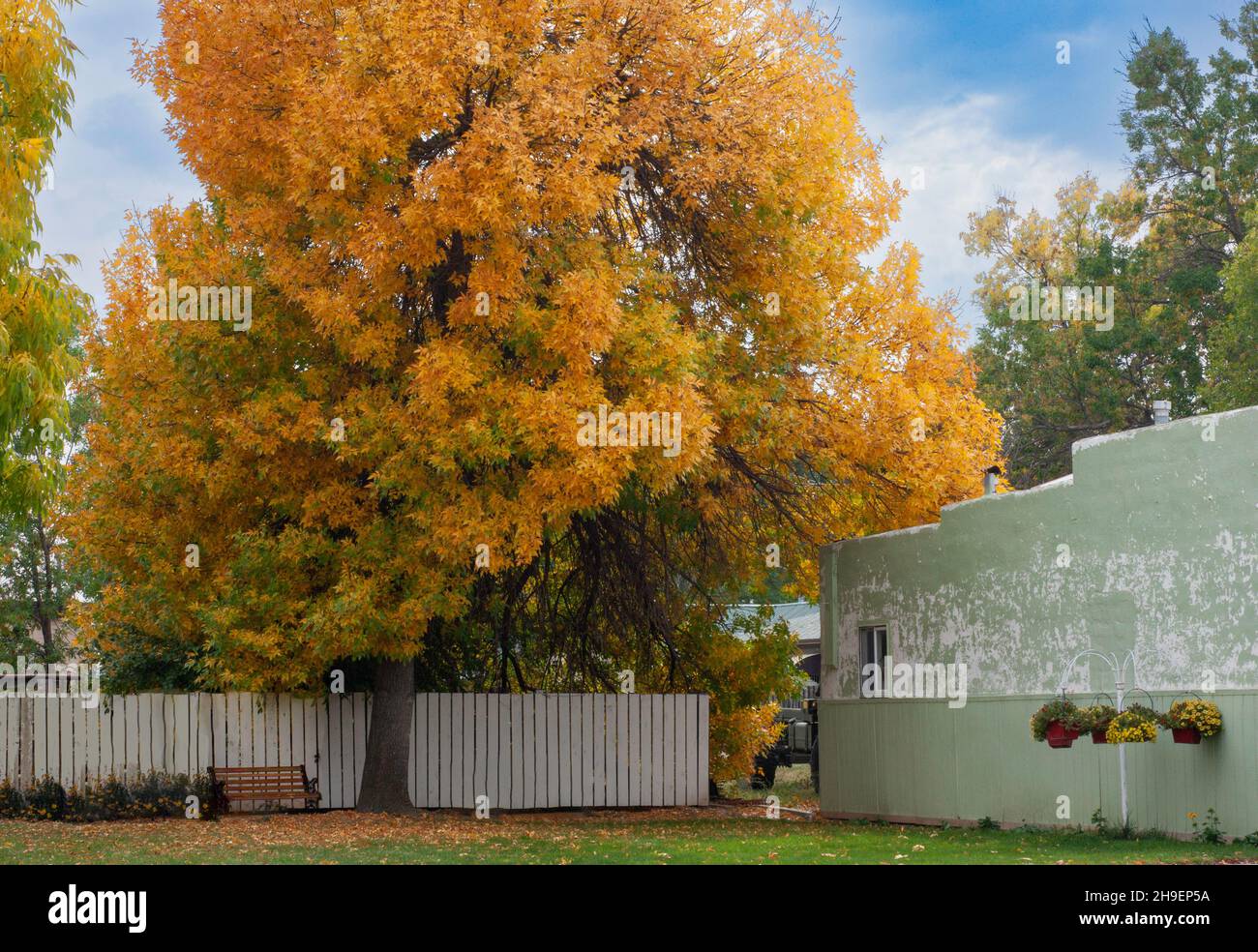 Yellow leaf tree dropping its leaves in the fall. A white fence, park ...