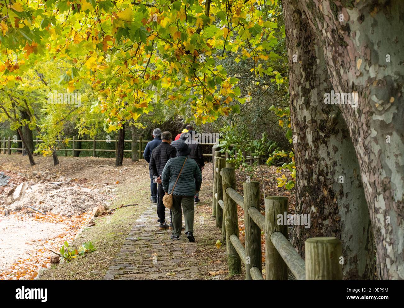 Rear view of a group of people walking in the park under autumn trees ...