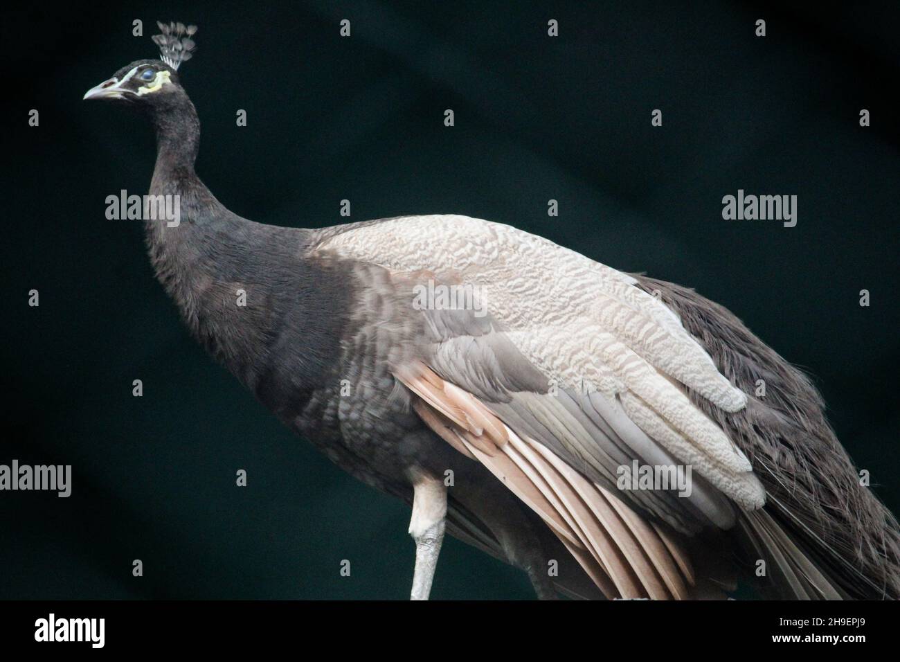 Side view of a graceful peahen posing in the dark background Stock ...