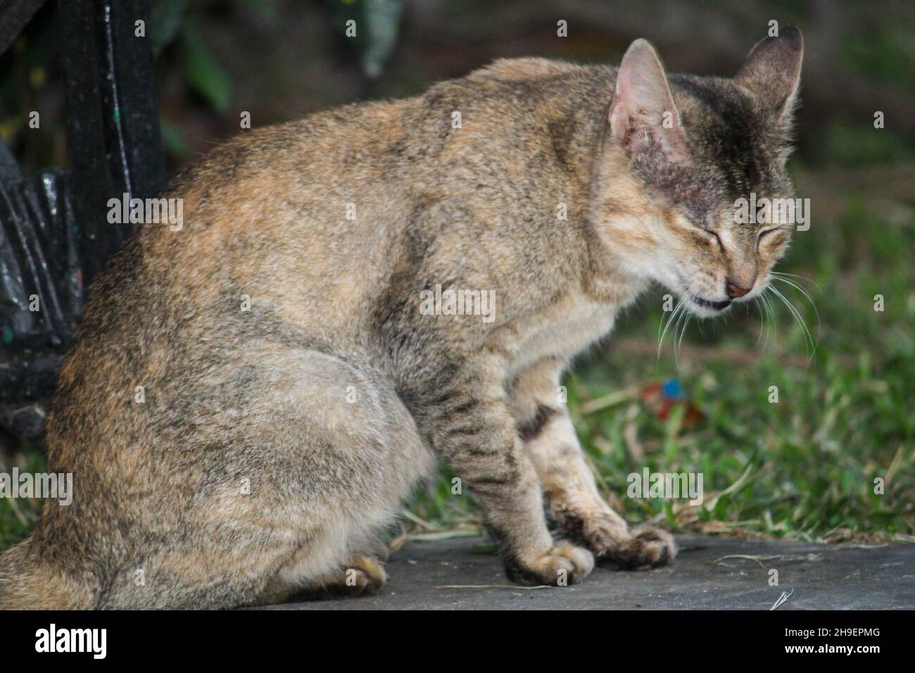 African wildcat hunting hi-res stock photography and images - Alamy