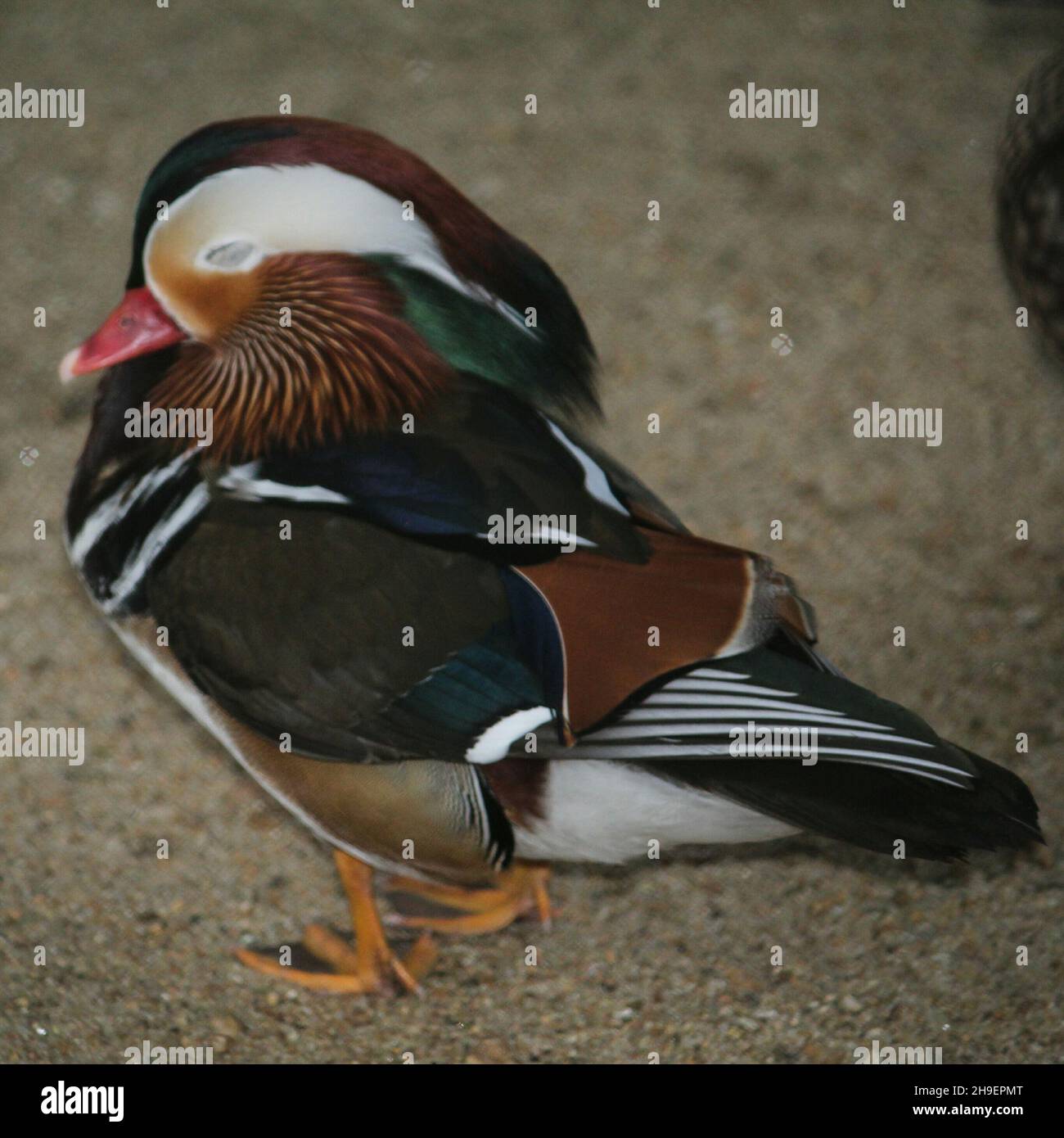 Cute mandarin duck standing on the gro Stock Photo - Alamy