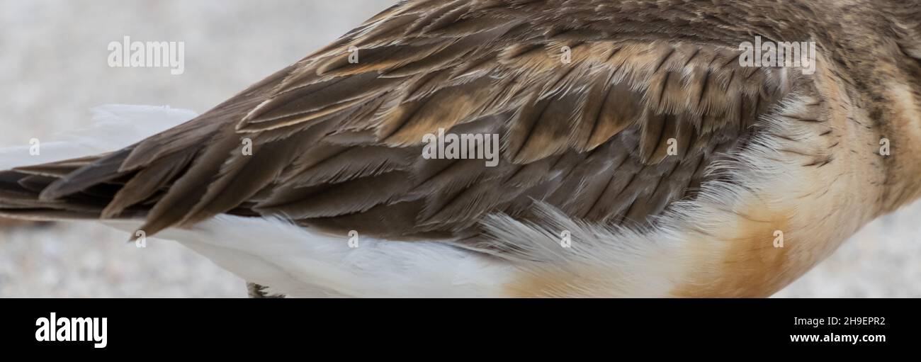 Bird feathers close-up of pattern of wing on right side of dotterel ...