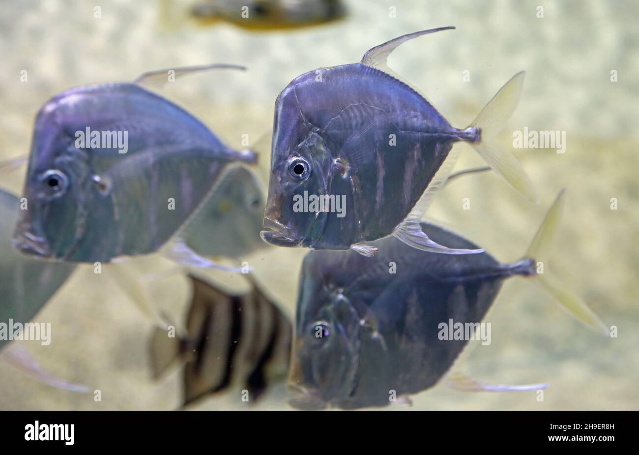 Diamond natural colors hi-res stock photography and images - Alamy