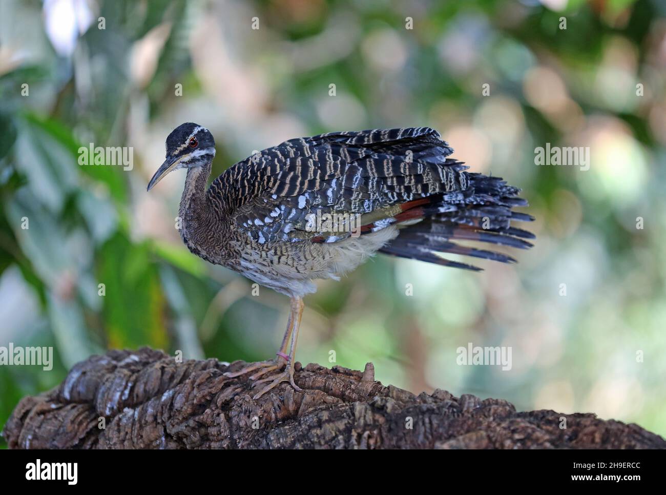 Sunbittern wing hi-res stock photography and images - Alamy