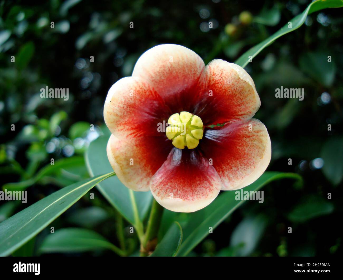 Clusia lanceolata hi-res stock photography and images - Alamy