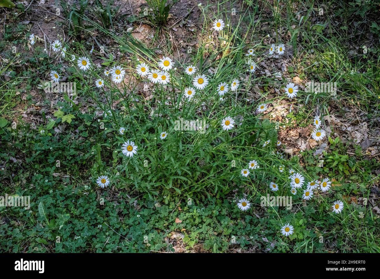 Ox eye daisy wildflowers which grow in clusters in ditches near ...