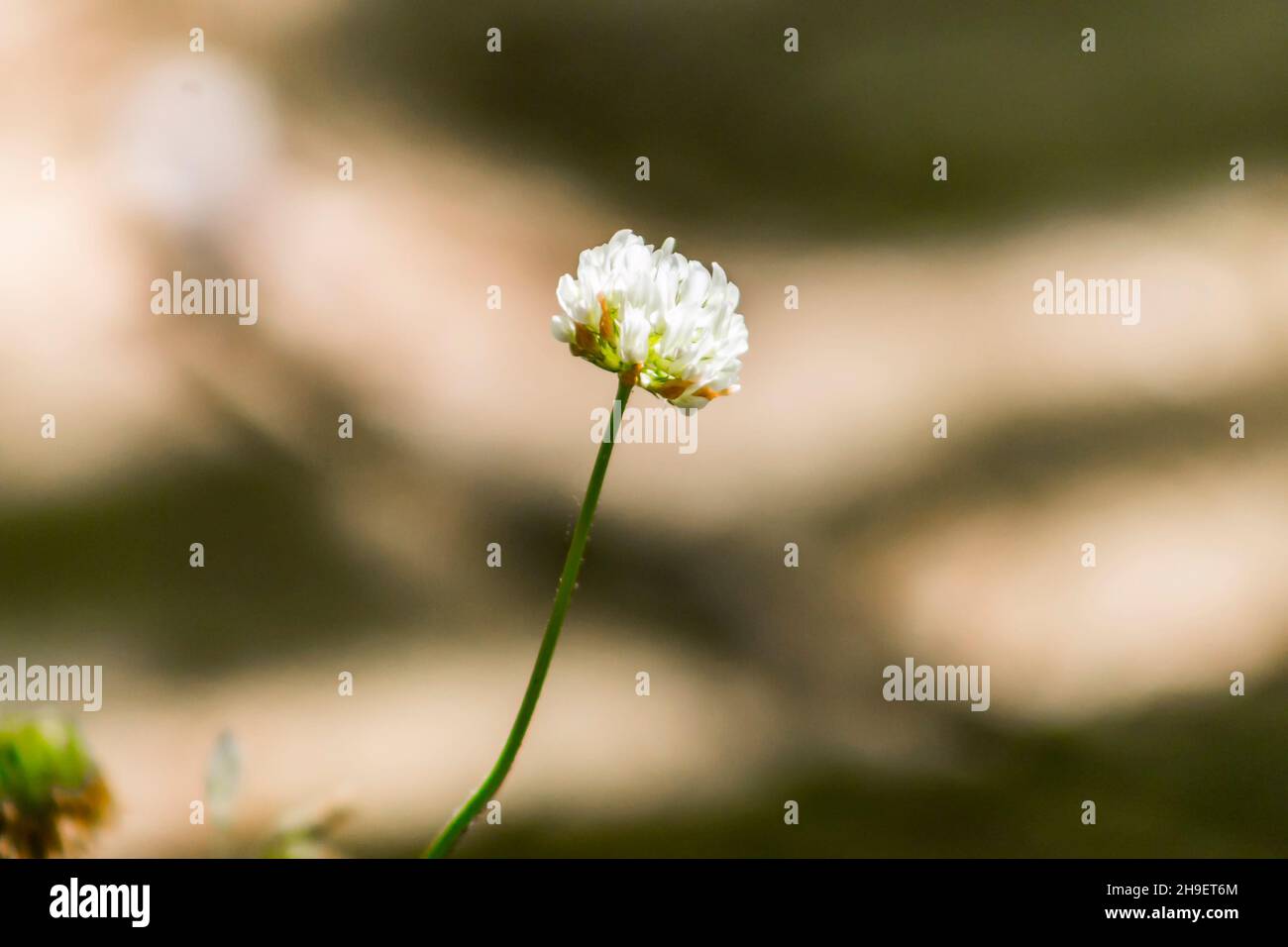 White clover flowers grass field hi-res stock photography and images ...