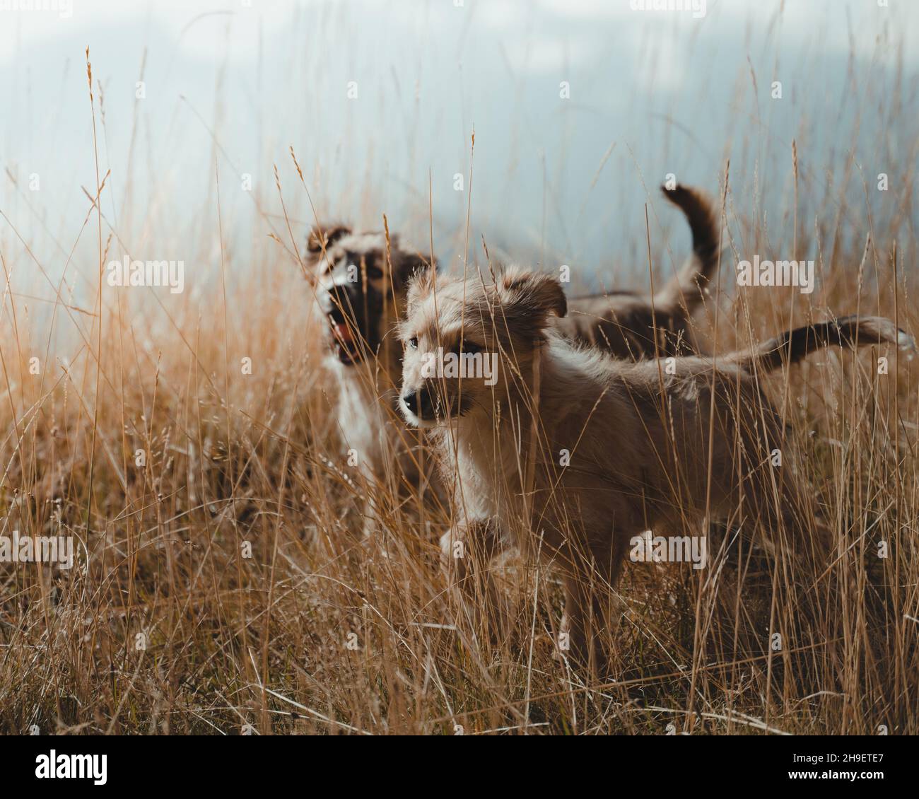 Country couple puppies hi-res stock photography and images - Alamy