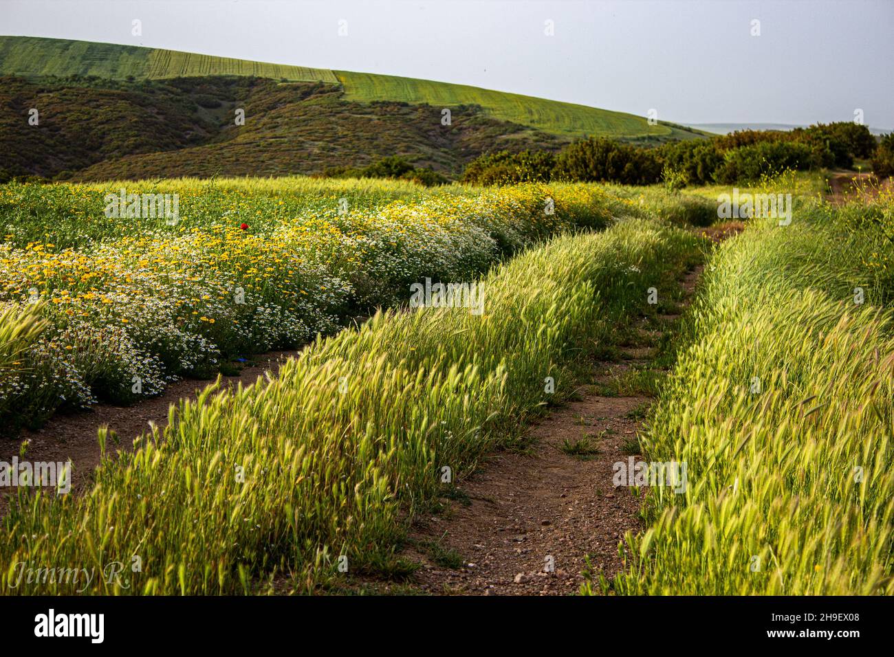 Greece wheat grain hi-res stock photography and images - Alamy