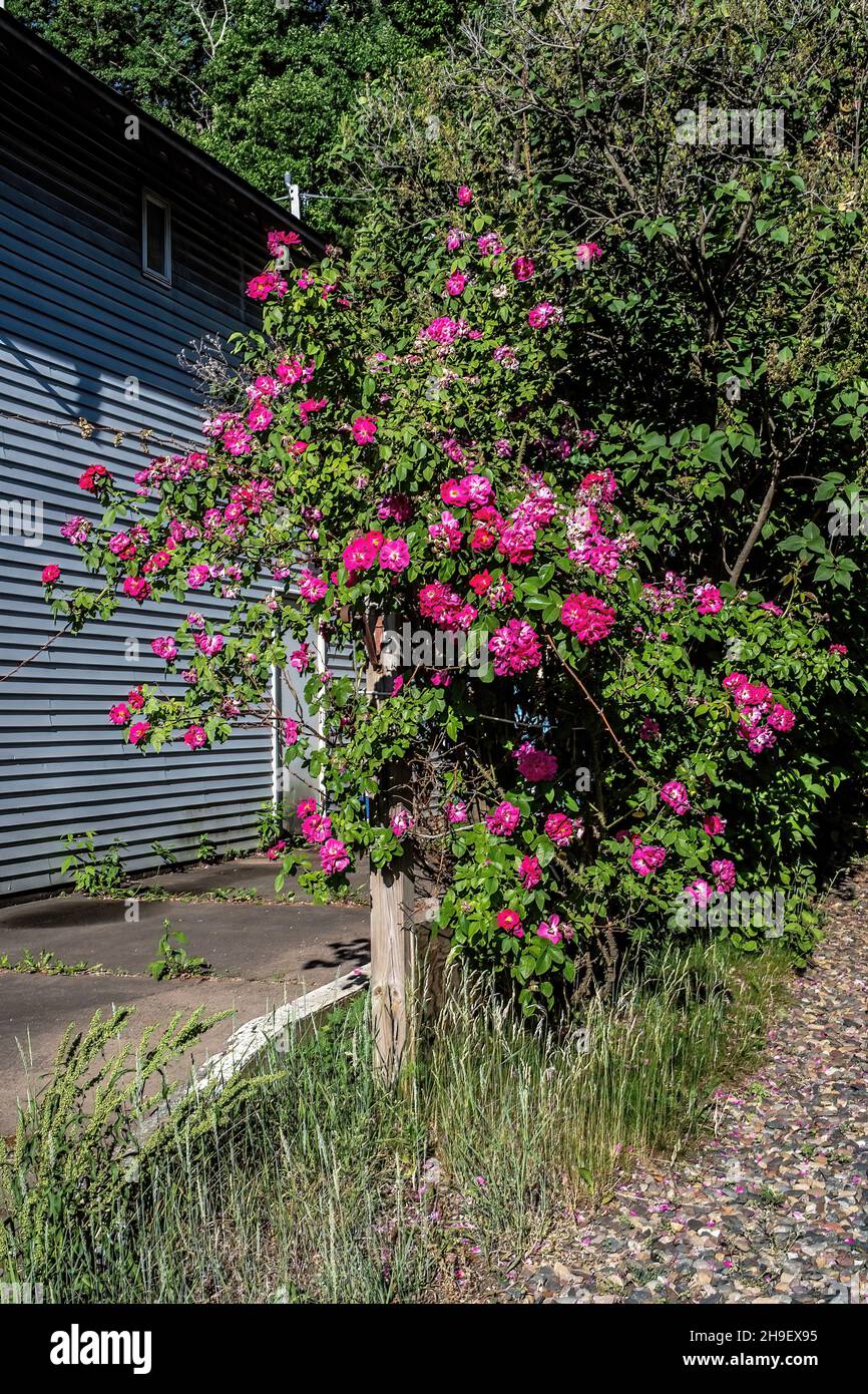 Pink rose bush hi-res stock photography and images - Alamy