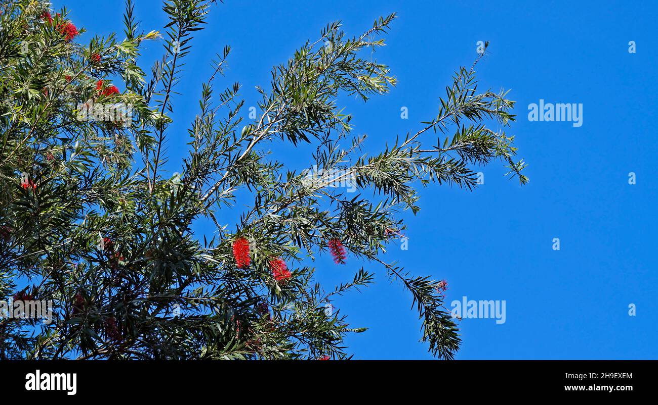 Red bottlebrush tree flowers (Callistemon citrinus Stock Photo - Alamy