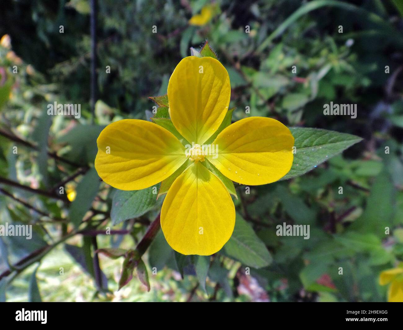 Primrose In Bloom High Resolution Stock Photography and Images - Alamy