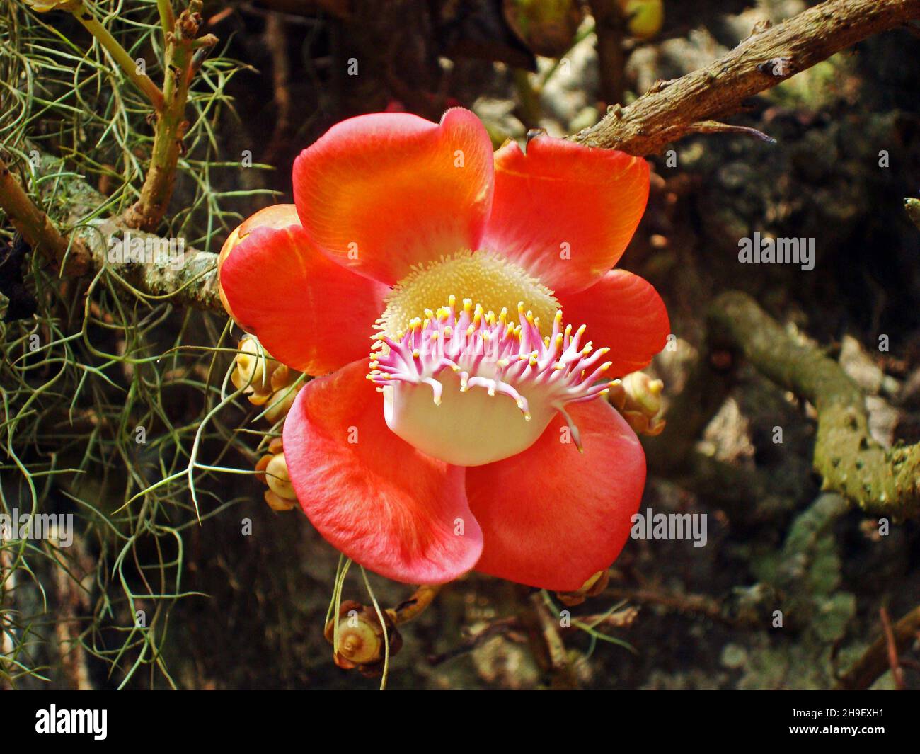 Cannonball tree flower (Couroupita guianensis Stock Photo - Alamy