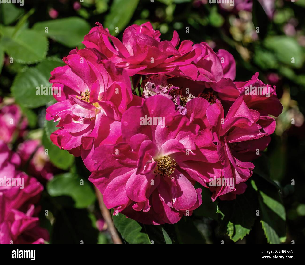 Beautiful pink rose blossom hi-res stock photography and images - Alamy
