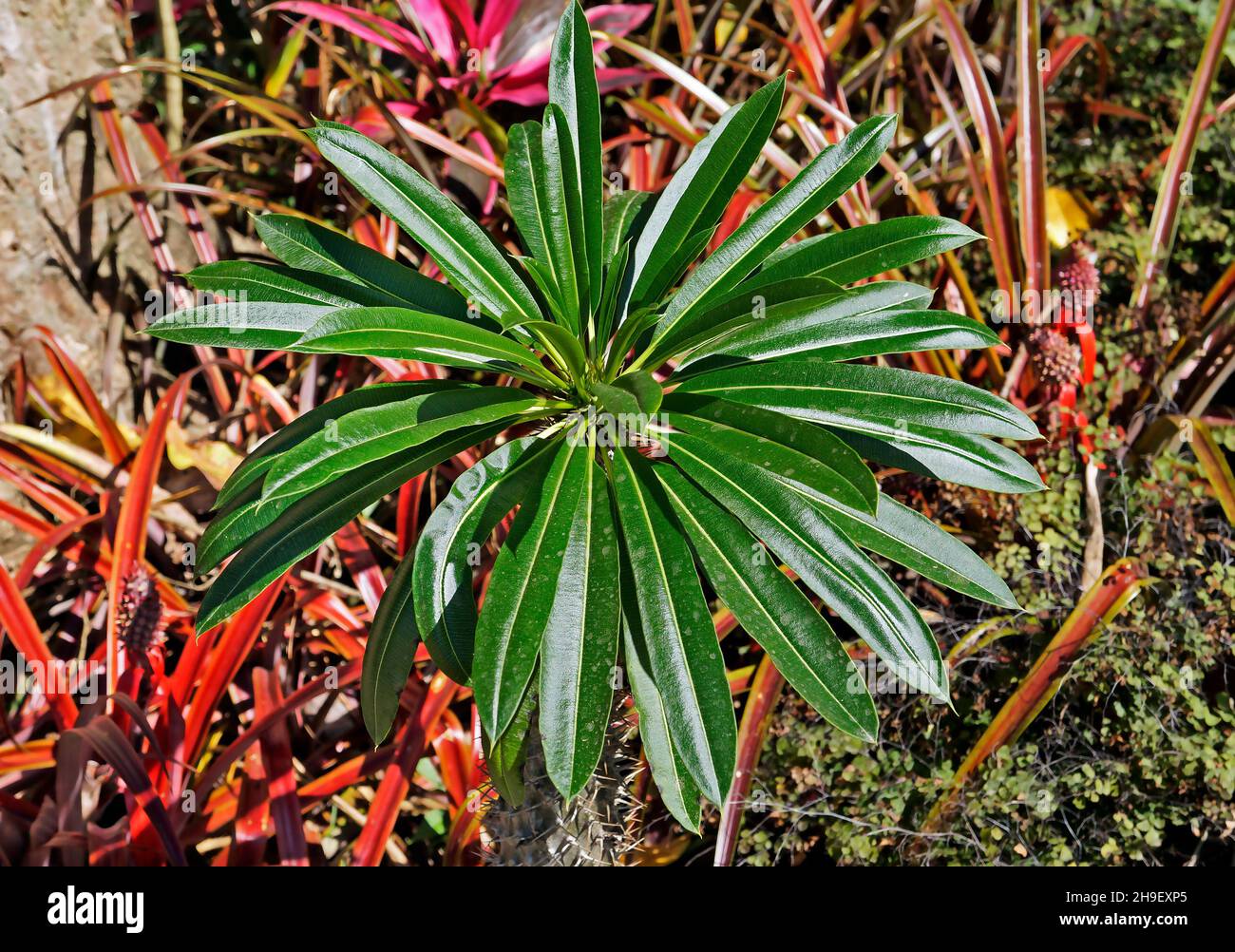 Evergreen shrub leaves (Euphorbia stygiana) on garden Stock Photo - Alamy