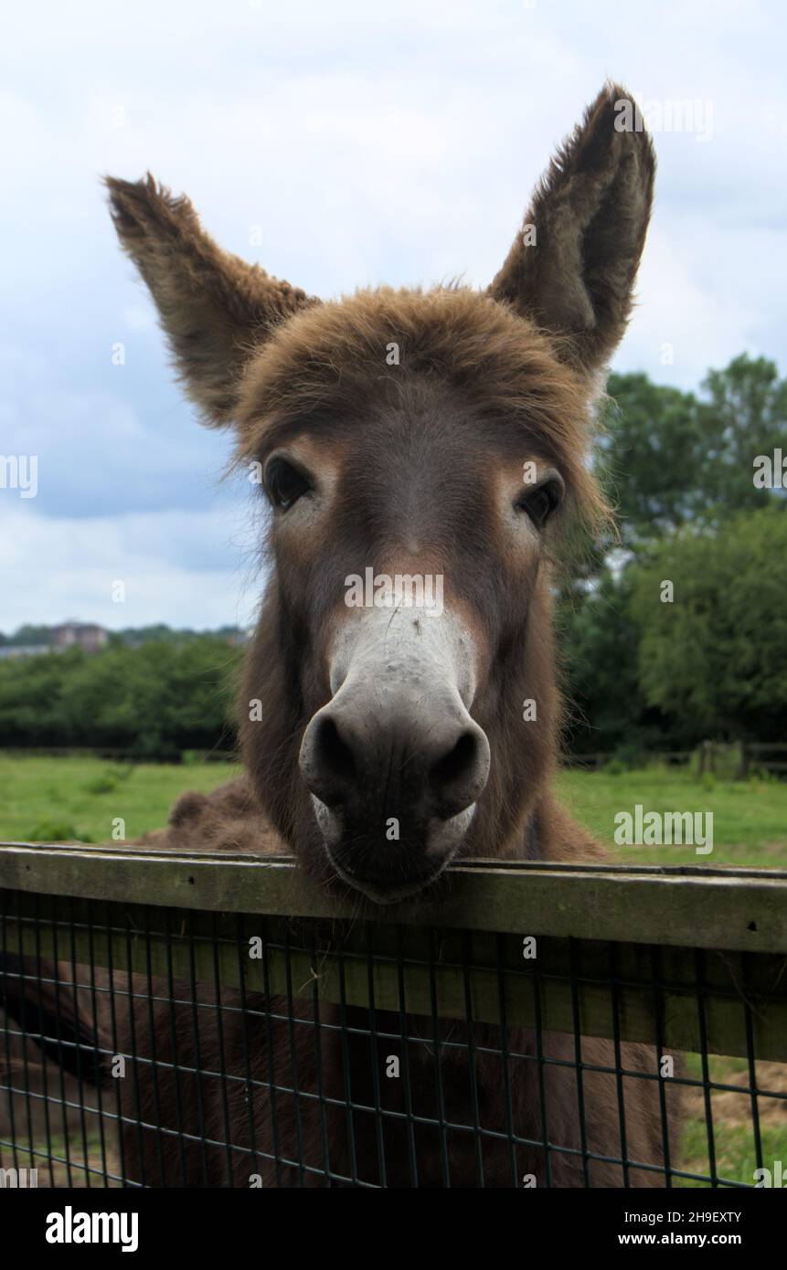 Vertical shot of a domestic donkey face in a farm Stock Photo - Alamy