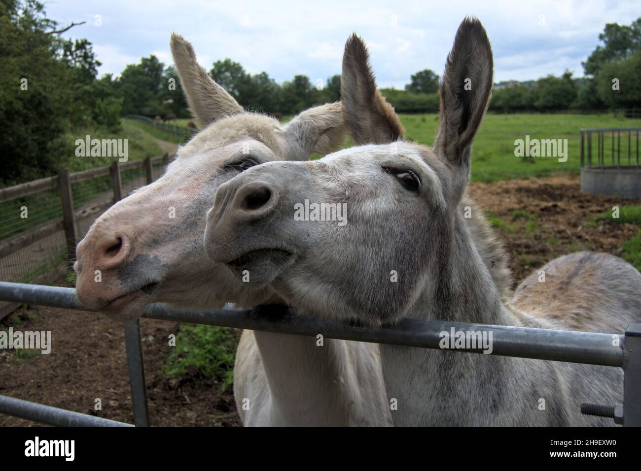 Farm faces hi-res stock photography and images - Alamy