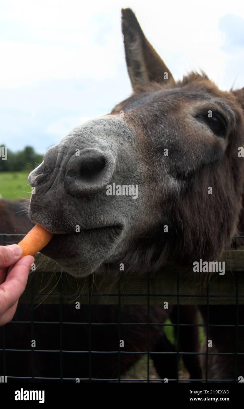 Vertical shot of a domestic donkey eating a carrot from a man's hand ...