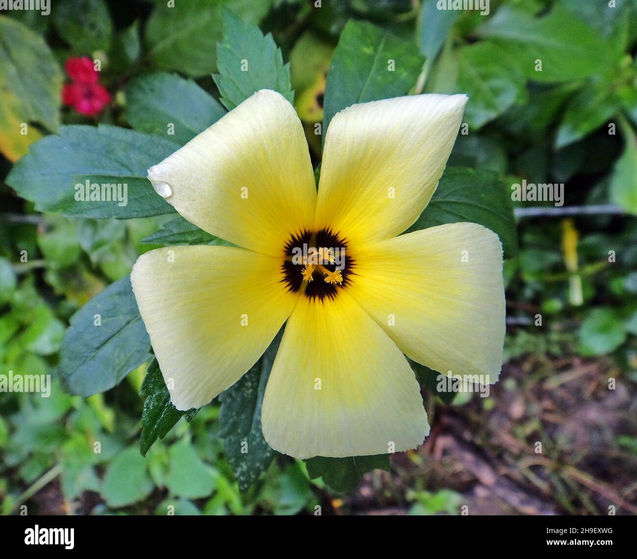 Turnera subulata plant hi-res stock photography and images - Alamy