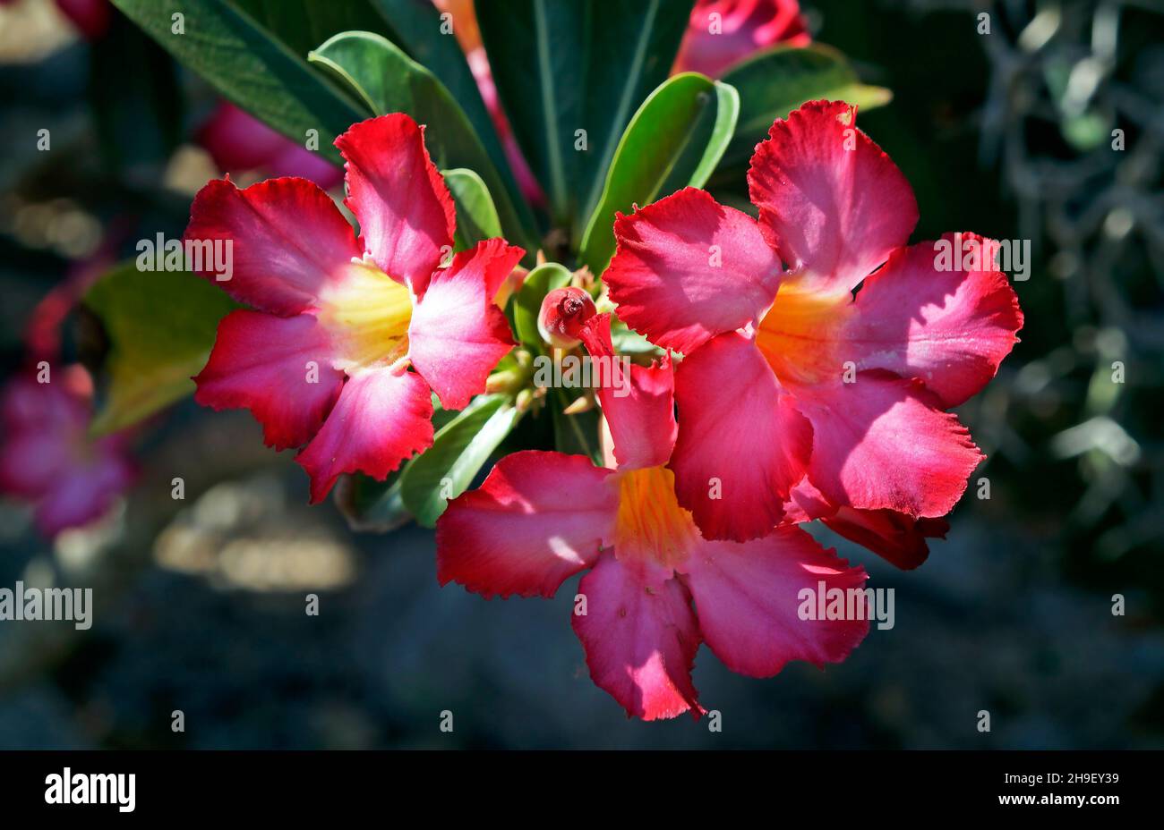Desert roses (Adenium obesum) on garden Stock Photo - Alamy