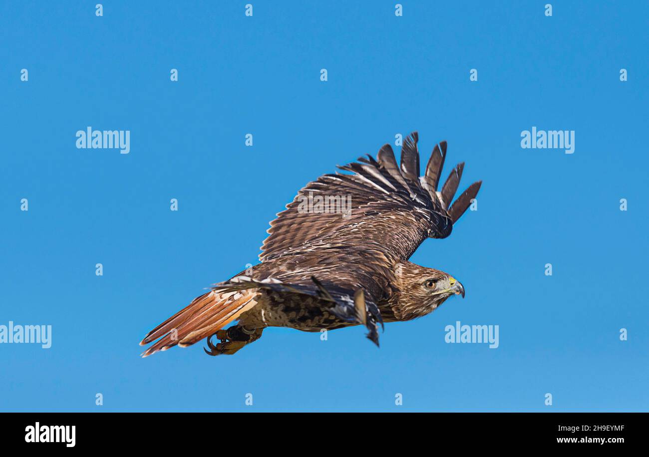 Red-tailed hawk (Buteo jamaicensis Stock Photo - Alamy