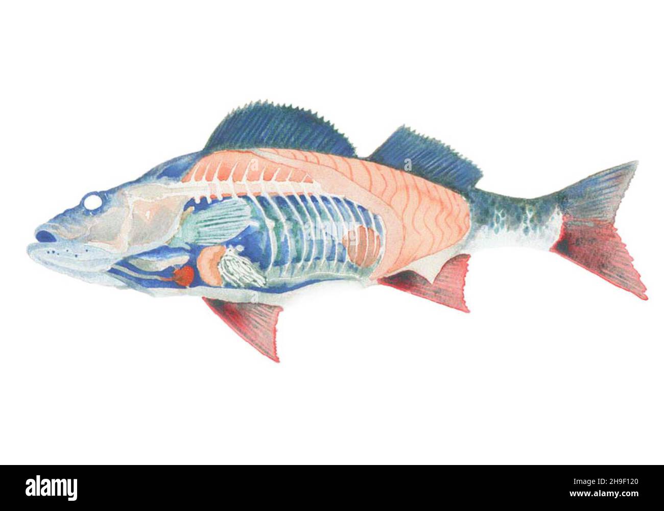 Vintage organs Cut Out Stock Images & Pictures - Alamy