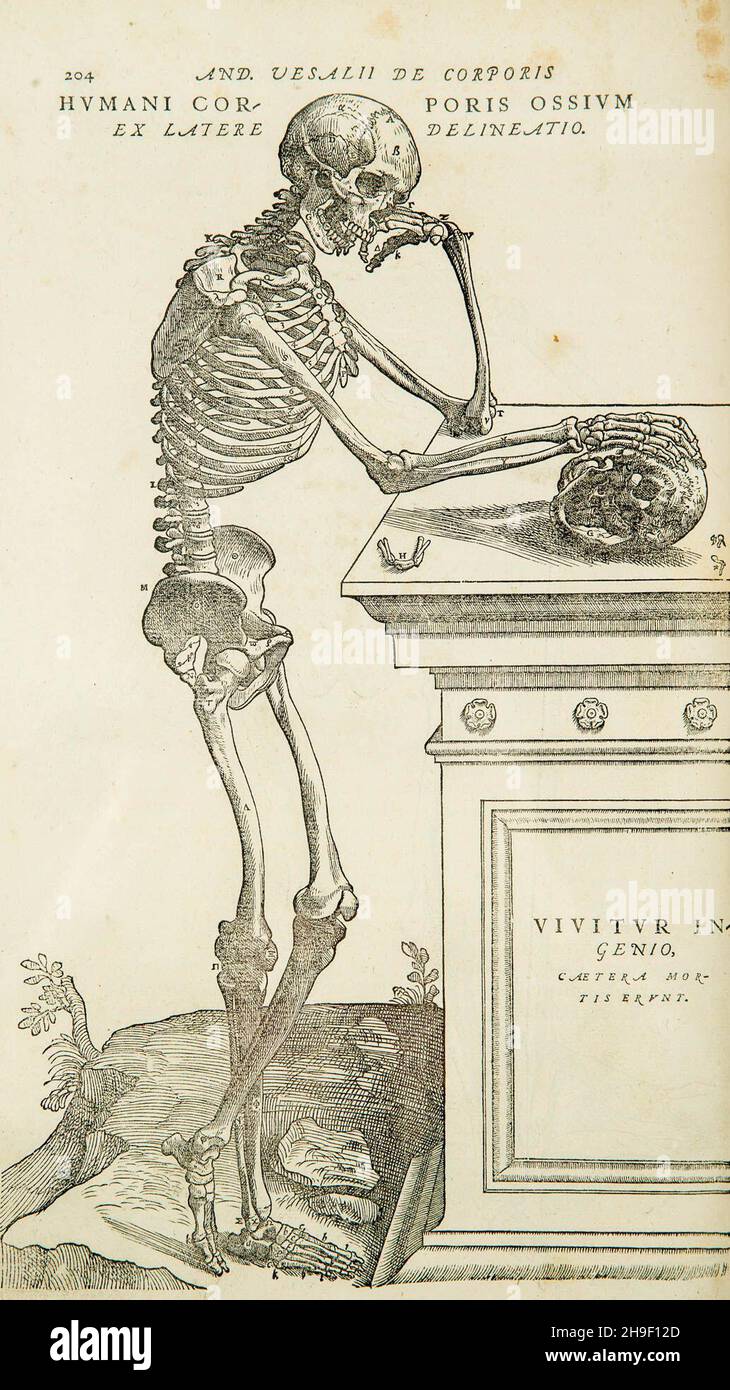 One of the large, detailed illustrations in Andreas Vesalius's De ...