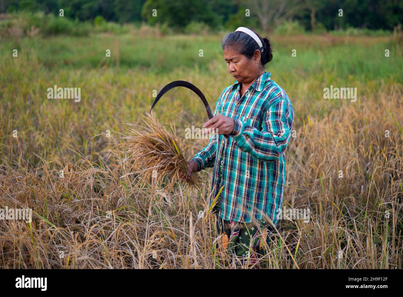 Harvesting Rice By Hand