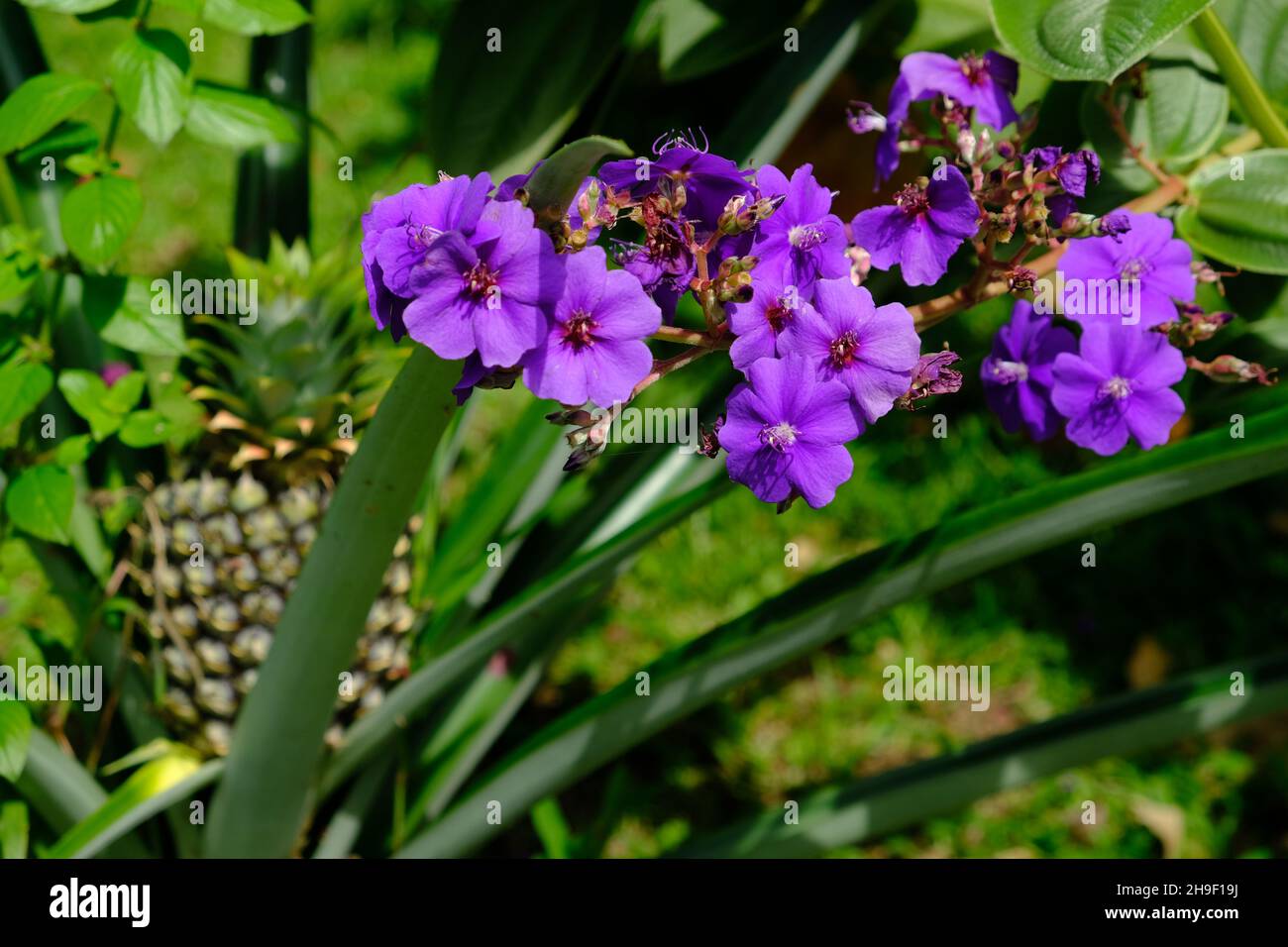 Costa Rica Tortuguero National Park - Parque Nacional Tortuguero ...