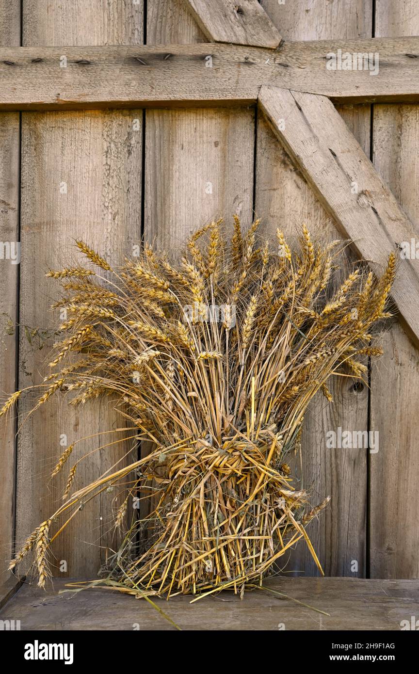 Natural dried bunch of triticale grains on weathered wooden barn door ...