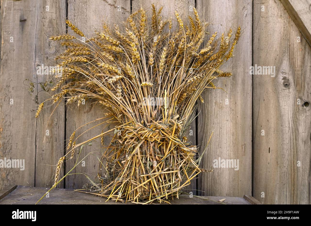 Natural dried bunch of triticale grains on weathered wooden barn door ...