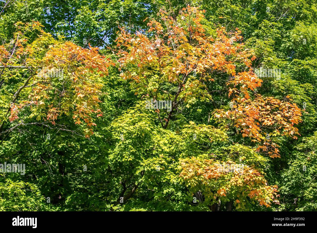 Early fall leaves hi-res stock photography and images - Alamy