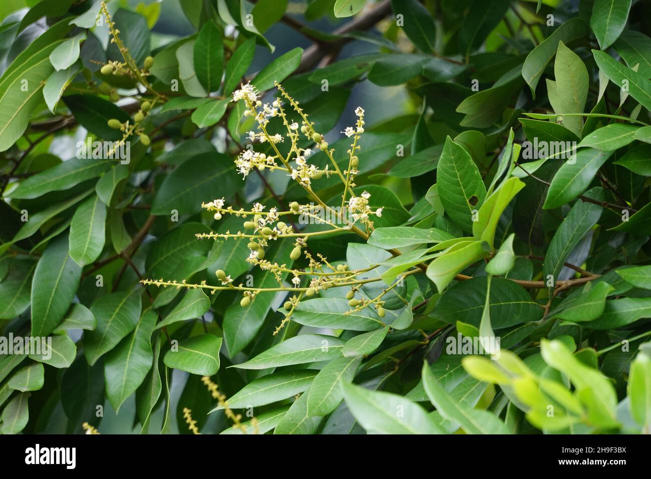 Dimocarpus longan flower (also called longan, Lengkeng, kelengkeng ...