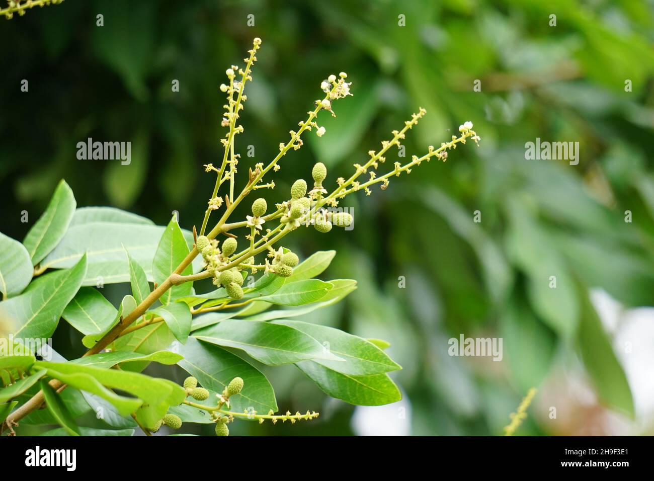 Dimocarpus leichhardtii hi-res stock photography and images - Alamy