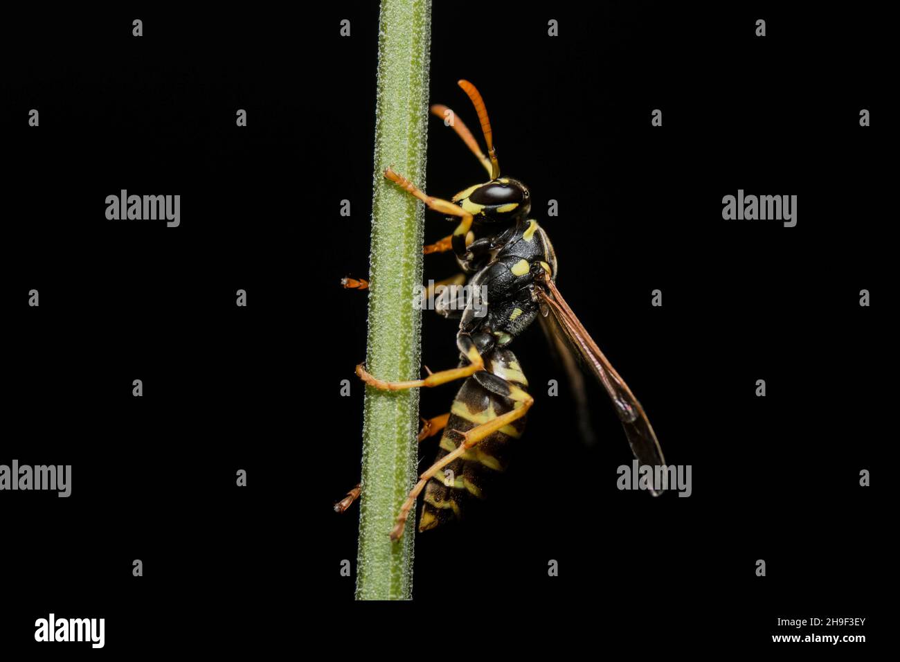 Selective focus shot of wasp on grass straw Stock Photo - Alamy