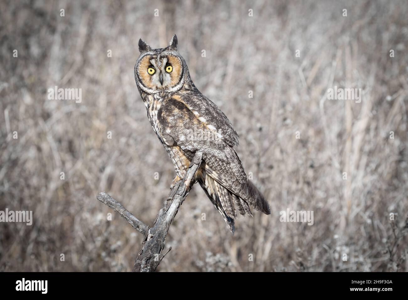 Long Ear Owl Stock Photo - Alamy