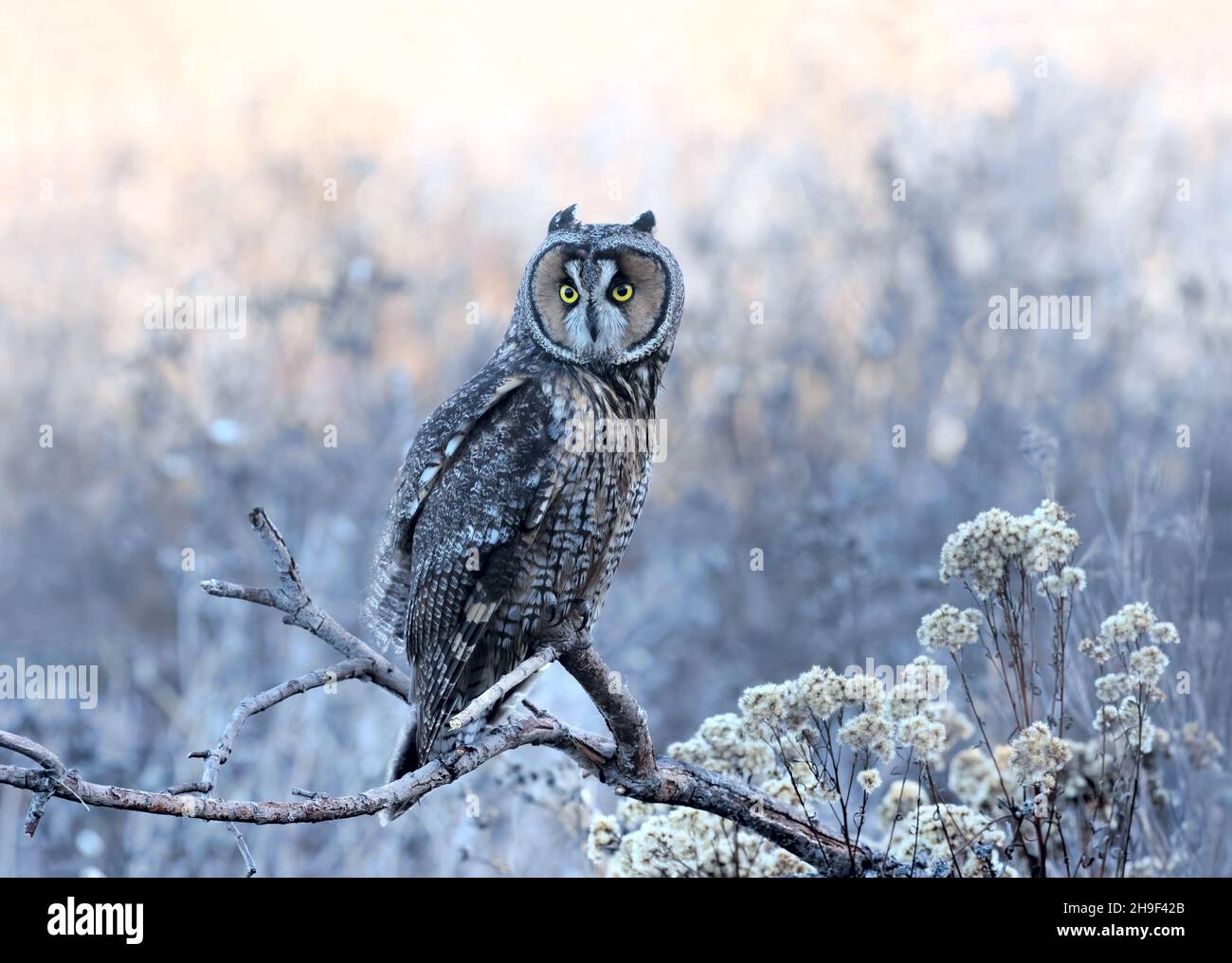 Long air animal hi-res stock photography and images - Alamy